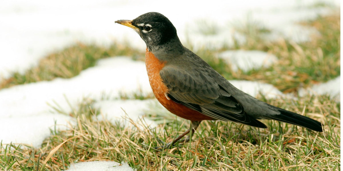Are Robins a Sign of Spring? – The Birdhouse Nature Store